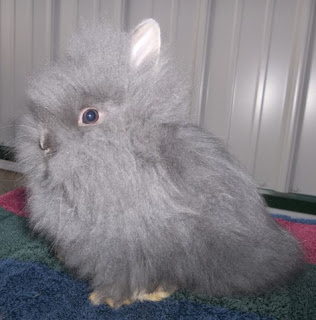 Regina's Rabbit Habit