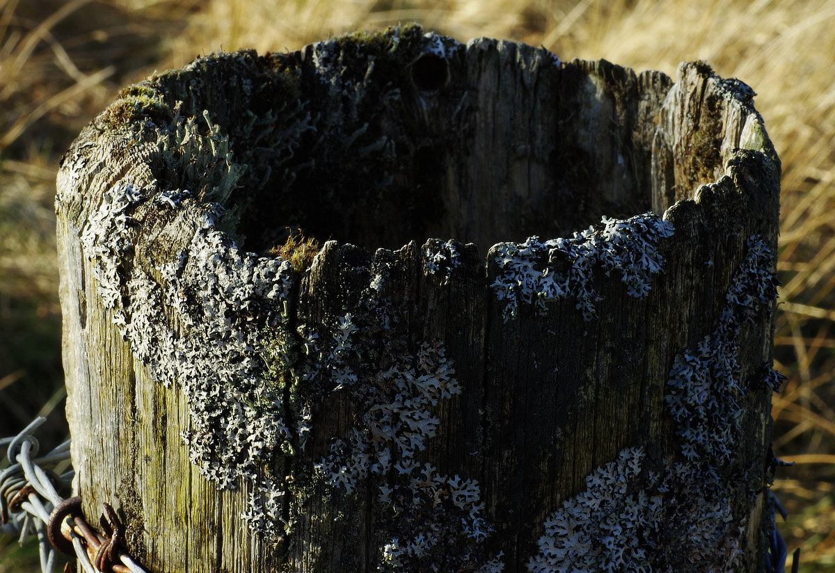 Wildeep's Illuminations: Deep, Dark Pit