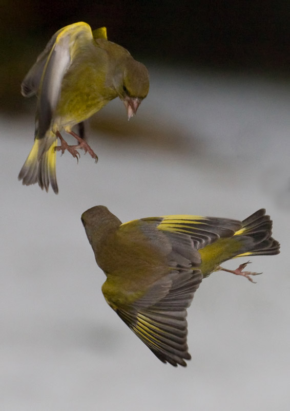 Irish Wildlife Photography: Photographing Birds in Flight