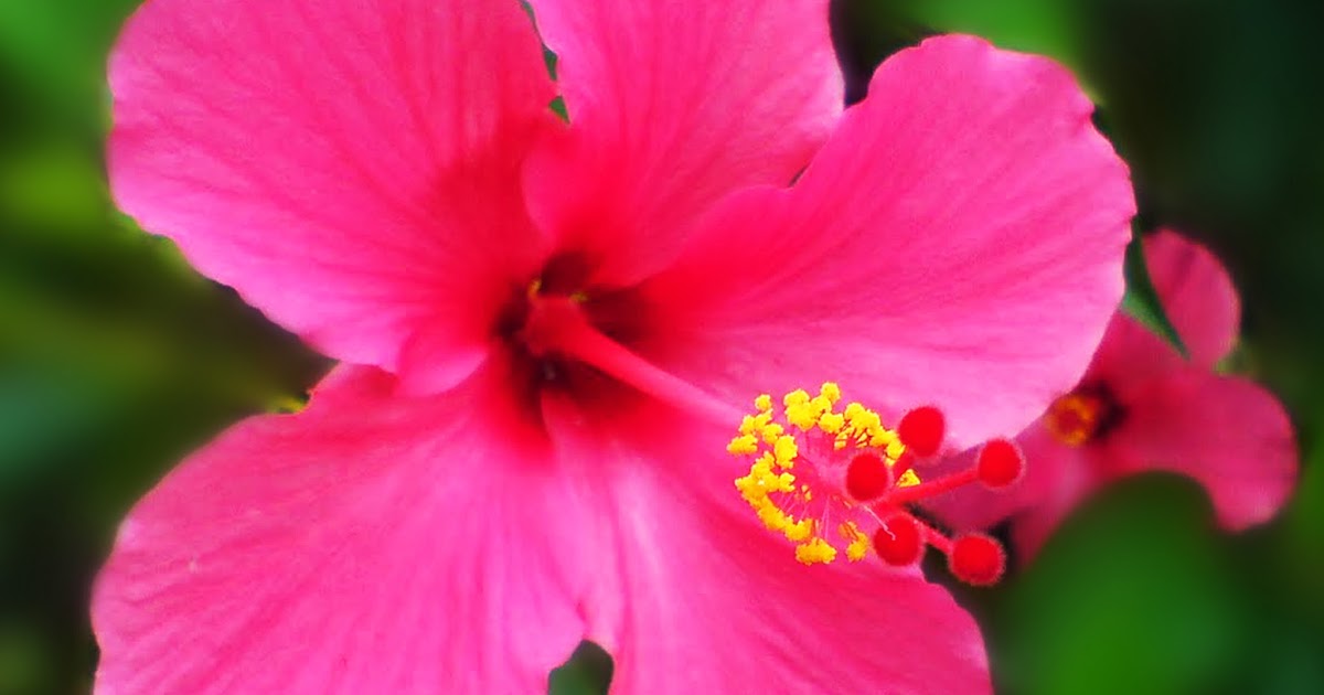 Inspirasi 91+ Contoh Gambar Bunga Kembang Sepatu