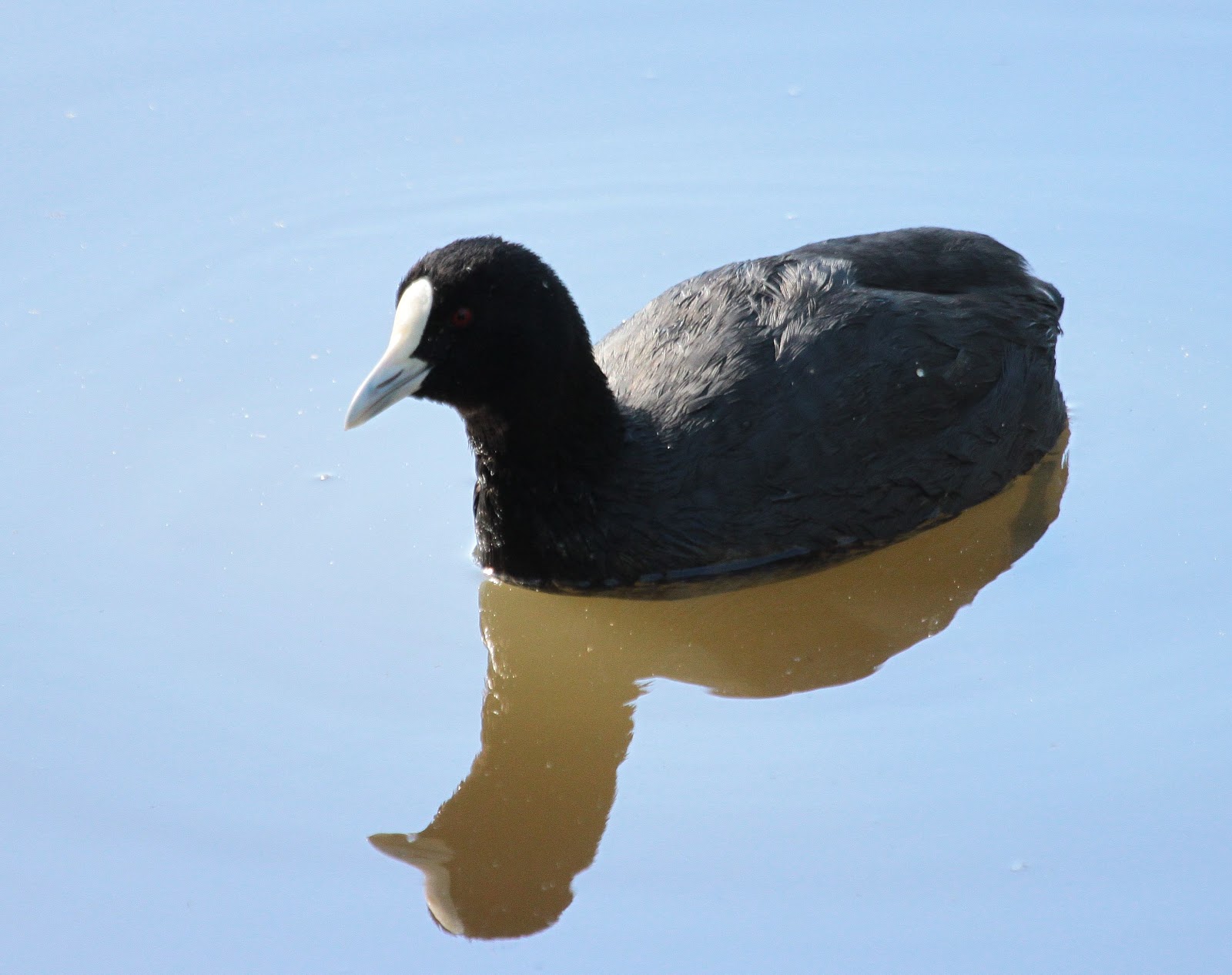Richard Waring's Birds of Australia: Victorian birds - Lorikeets ...