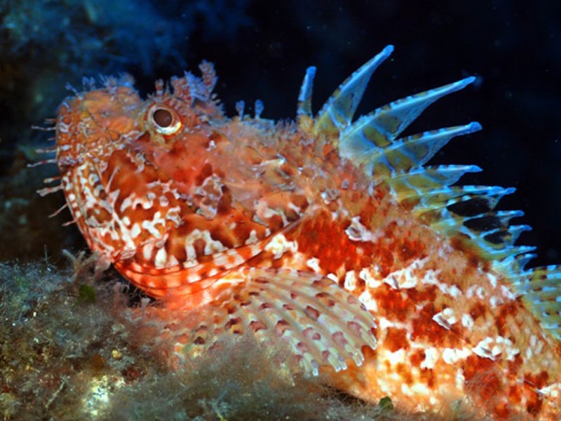 Najbardziejtrujacerybynaswiecie