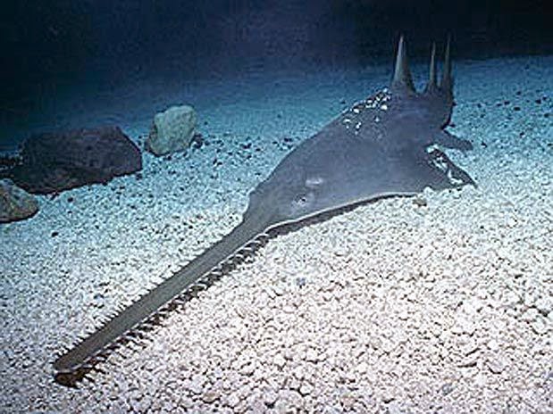 Biologia Marinha : peixe serra