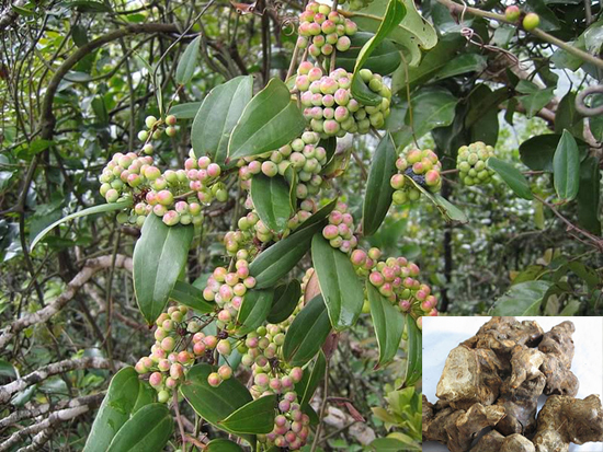 Glabrous greenbrier rhizome (TU FU LING)-Smilax glabra-Rhizoma Smilacis ...