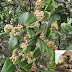 Glabrous greenbrier rhizome (TU FU LING)-Smilax glabra-Rhizoma Smilacis ...