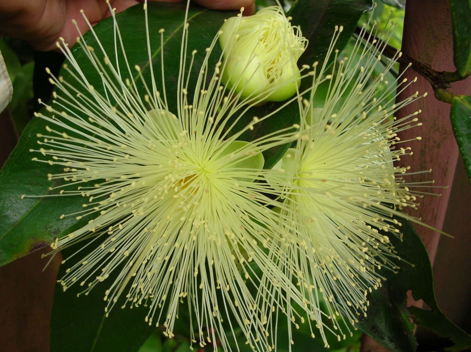 Jambo - Syzygium jambos