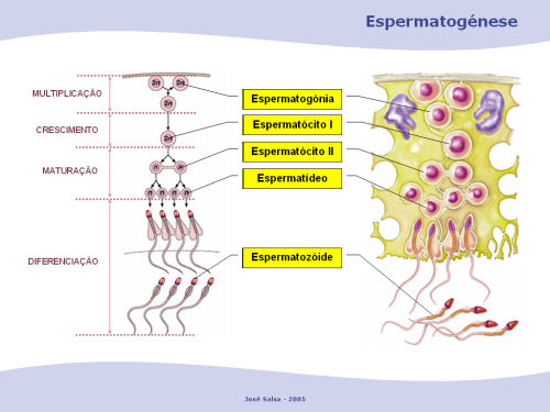 A Biologia da Célula: Gametogênese