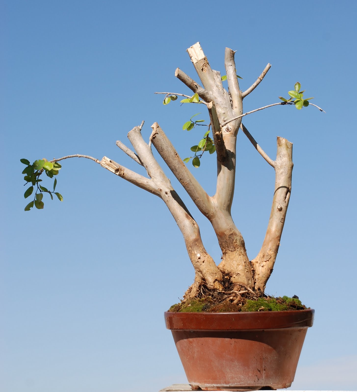 Bonsai de Javier Neila: Trabajos en un árbol de júpiter (Lagerstroemia ...