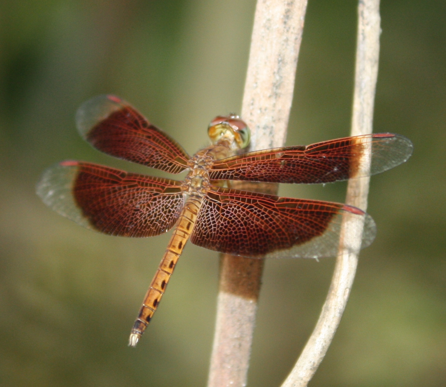 Saye Suke Ambil Gambar (Part 4 - PePatung)