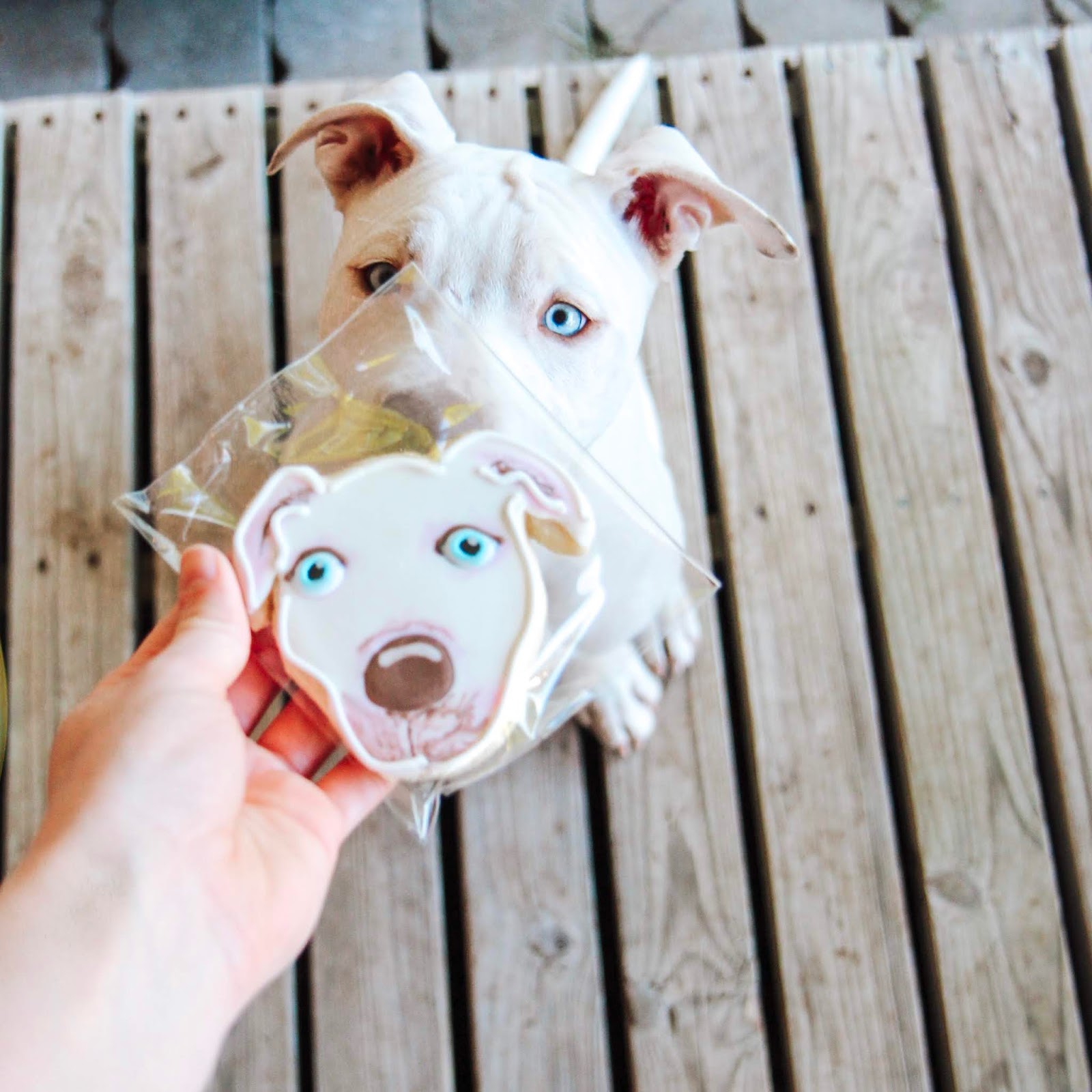 CUTEST Cookies EVER! Look-a-like Dog Cookies! - Treat Dreams...are made ...