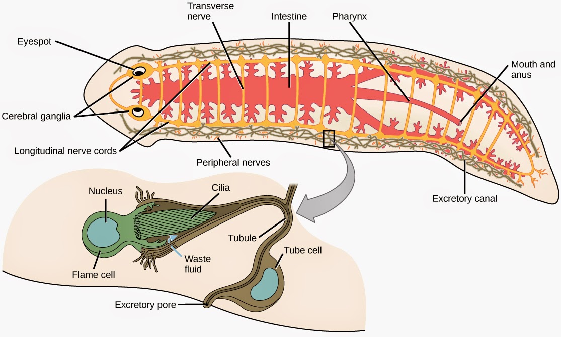Knowledge Class: Excretion in Animals