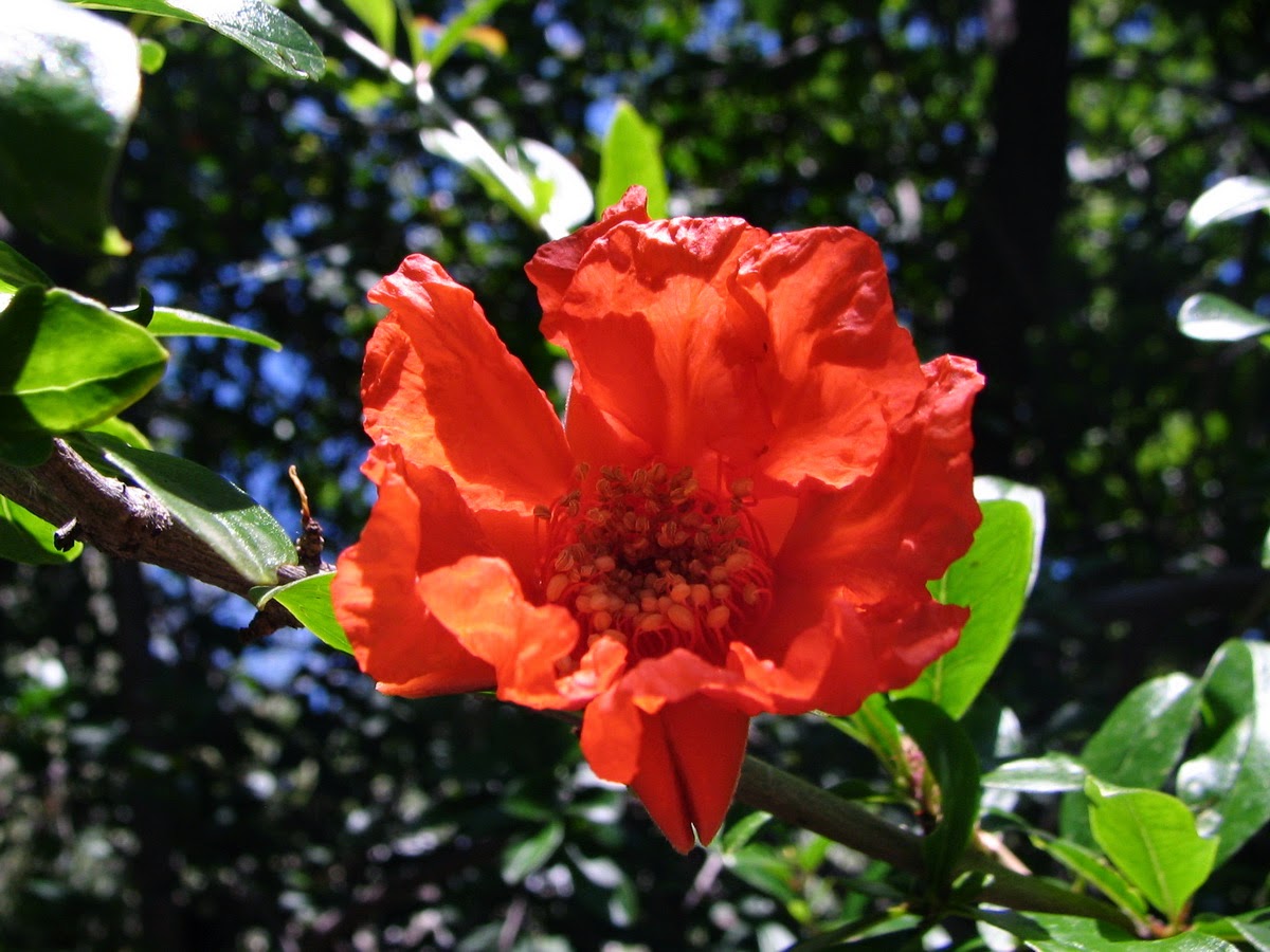 LA MULTI ANI, ROMANIA!: Flori de rodie