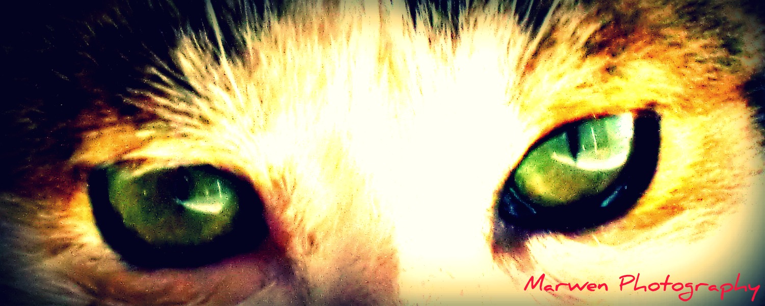 Marwen Photography: Fierce Cat Eyes