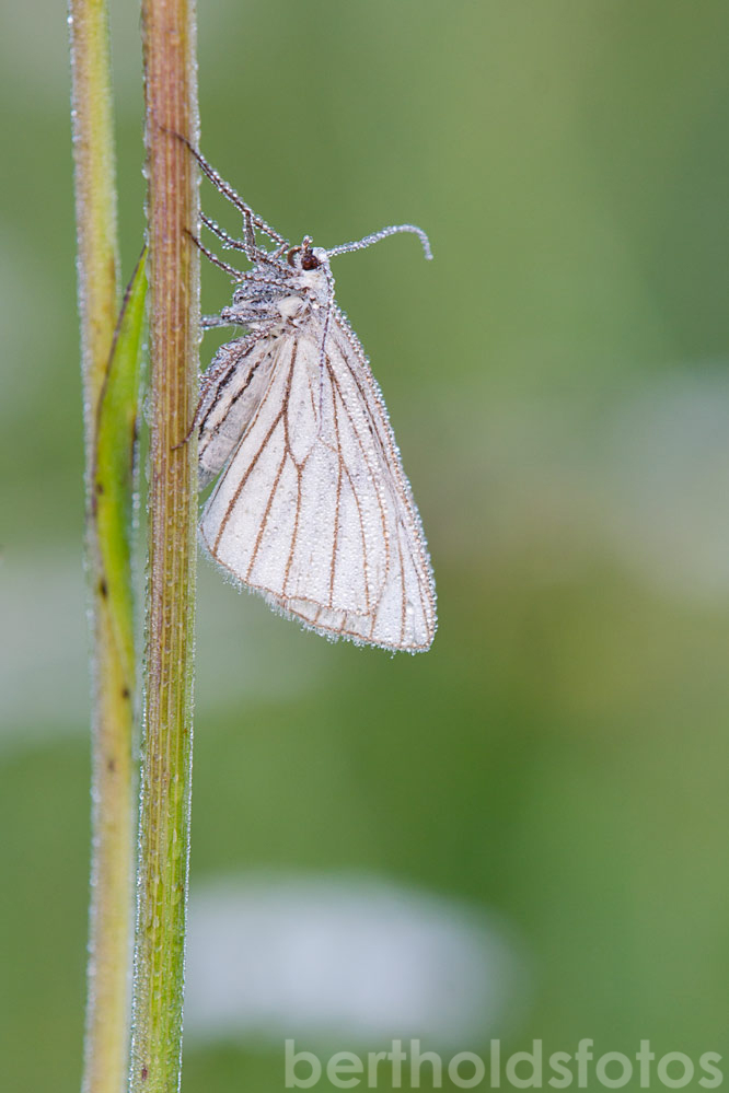 Bertholdsfotos: Hartheu-Spanner (Siona lineata)