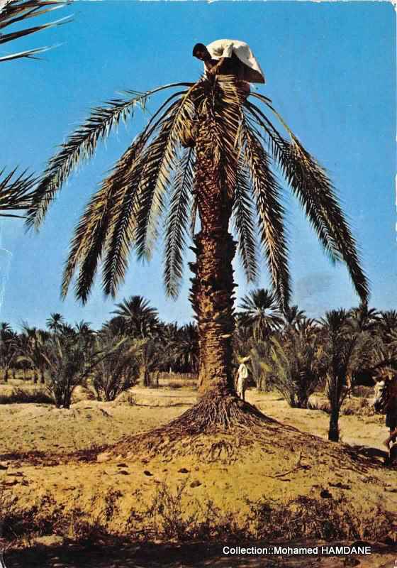 CULTURE et PATRIMOINE DE TUNISIE EN IMAGES- MOHAMED HAMDANE-ثقافة وتراث ...