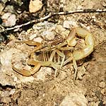 Olivier MARTIN: Un scorpion en ballade à Saint-Sever!