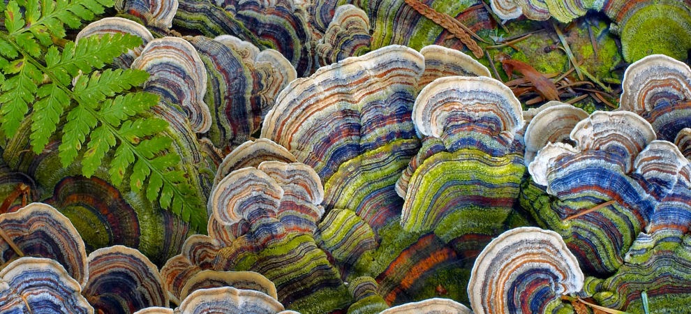 NoozYes : Photo: Colorful Turkey Tail Mushrooms, Have You Seen it?