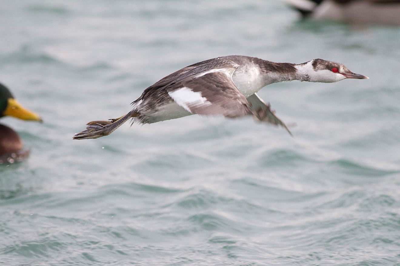 Ann Brokelman Photography: Horned Grebe release Jan 2014 Toronto ...