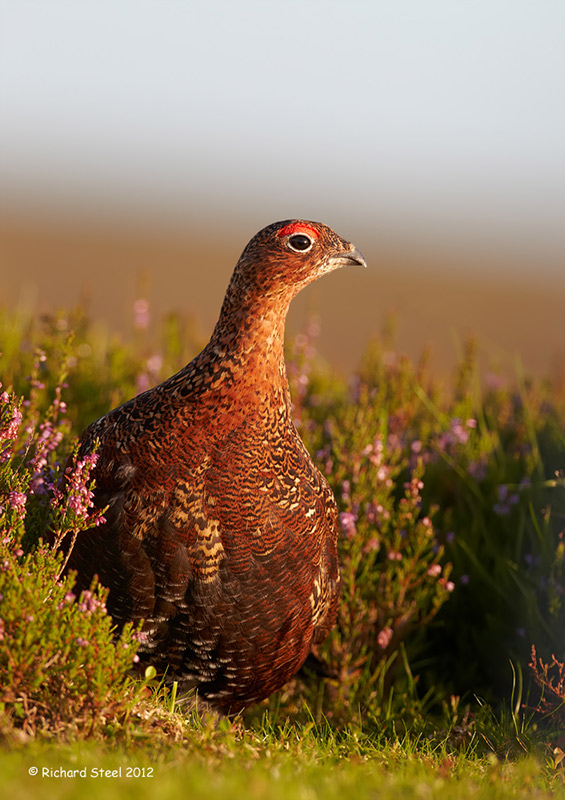 Birding Is Fun!: Calls from the Hills - The Red Grouse