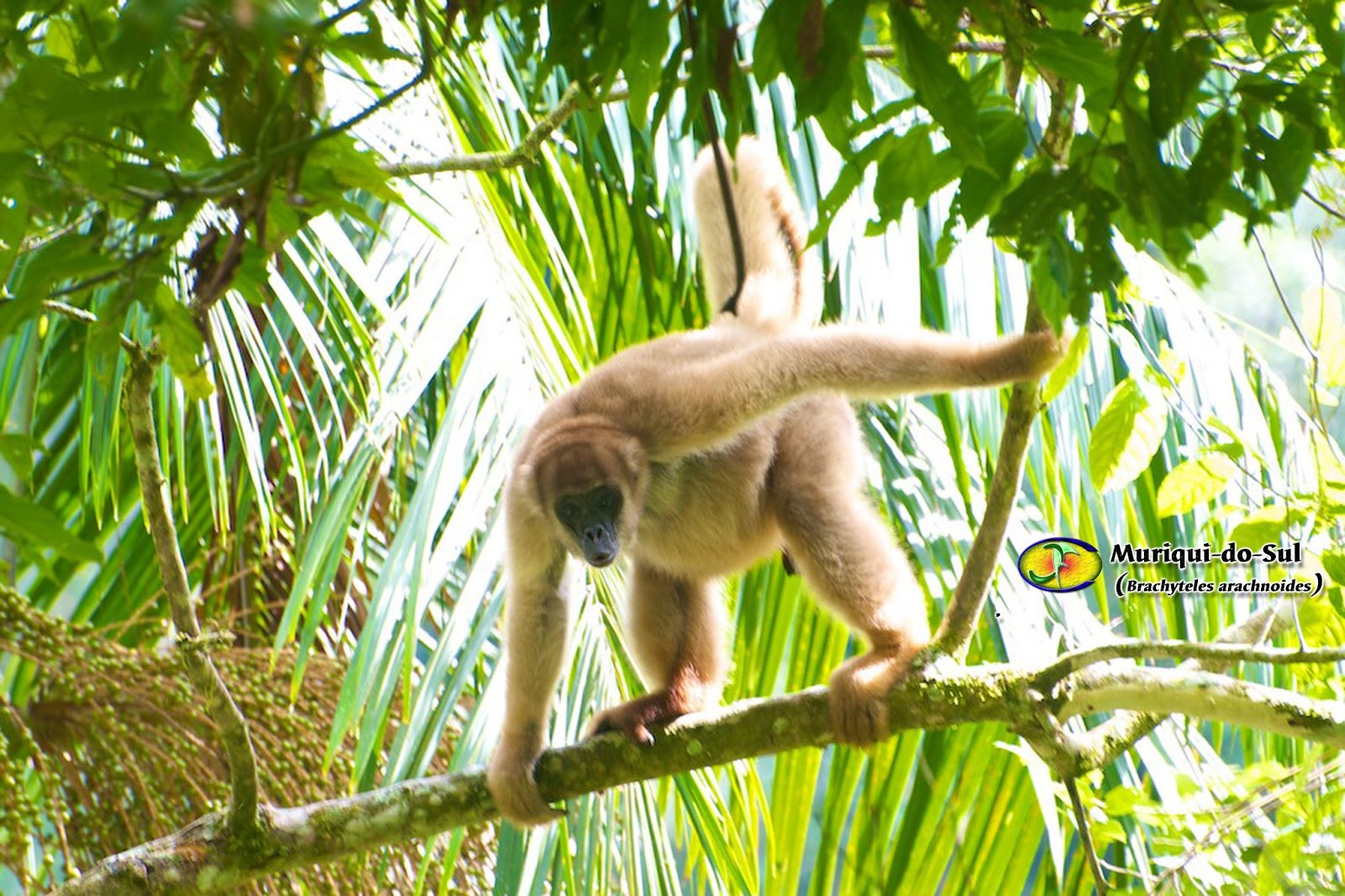 Mamíferos: Muriqui-do-Sul (Brachyteles arachnoides)