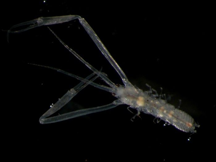 Real Monstrosities: Tanaid