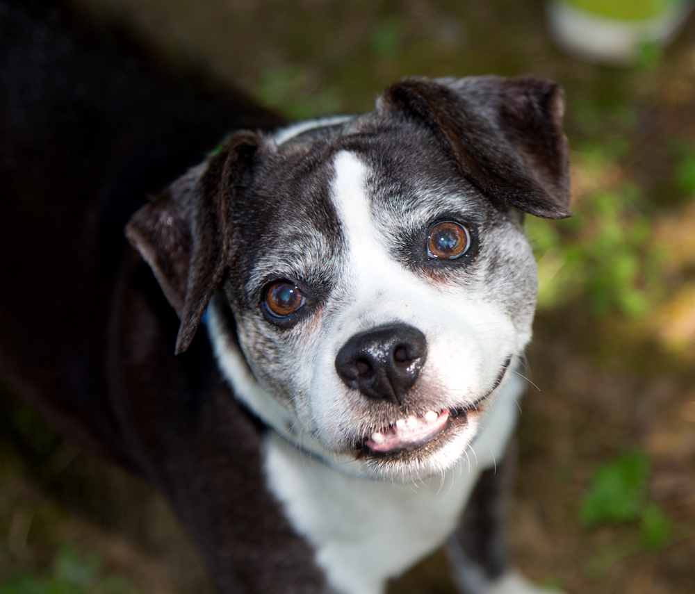 Boston Terrier Beagle Mix