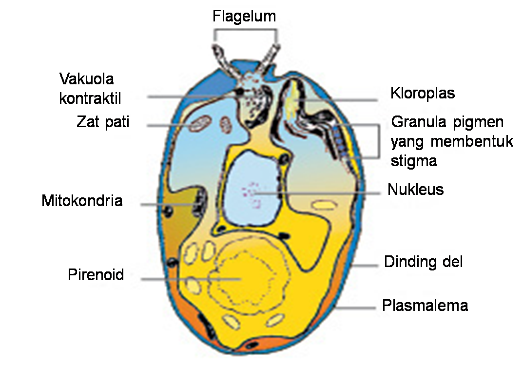 Protista
