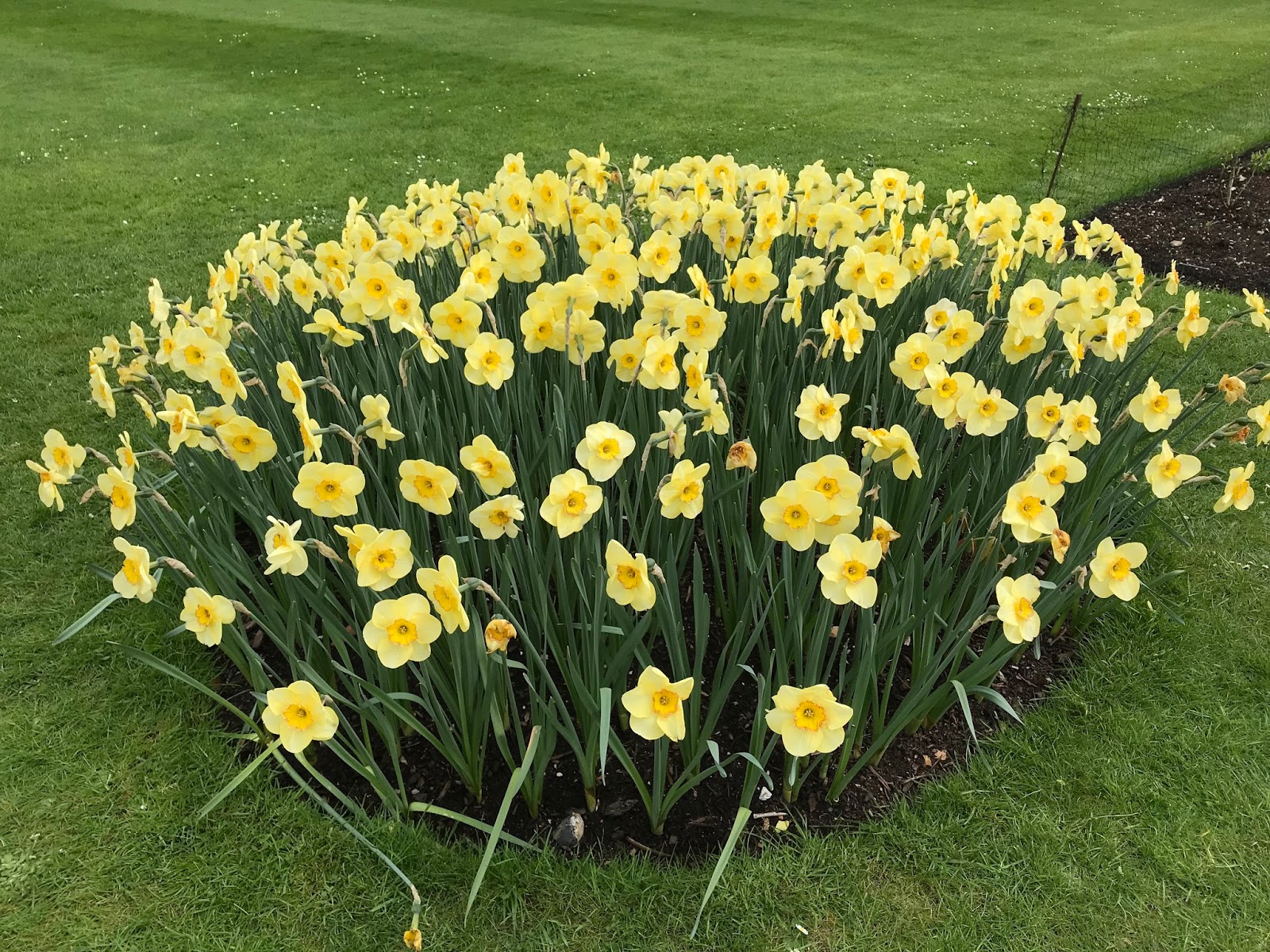 Springtime in England - flowers, flowers, flowers - Samelia's Mum