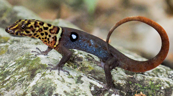 The Herpetology of Trinidad and Tobago: Ocellated Gecko, Gonatodes ...