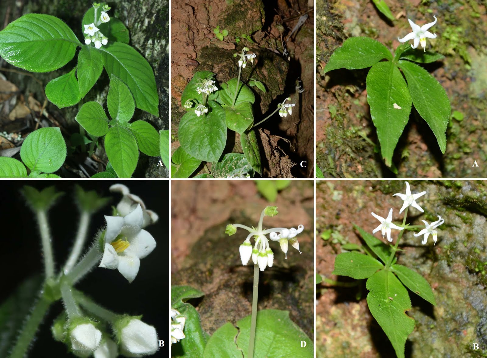 Species New to Science: [Botany • 2019] Notes on the Genus Argostemma ...