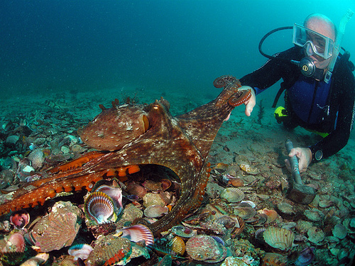 The Meniscus: The Kraken Sleepeth