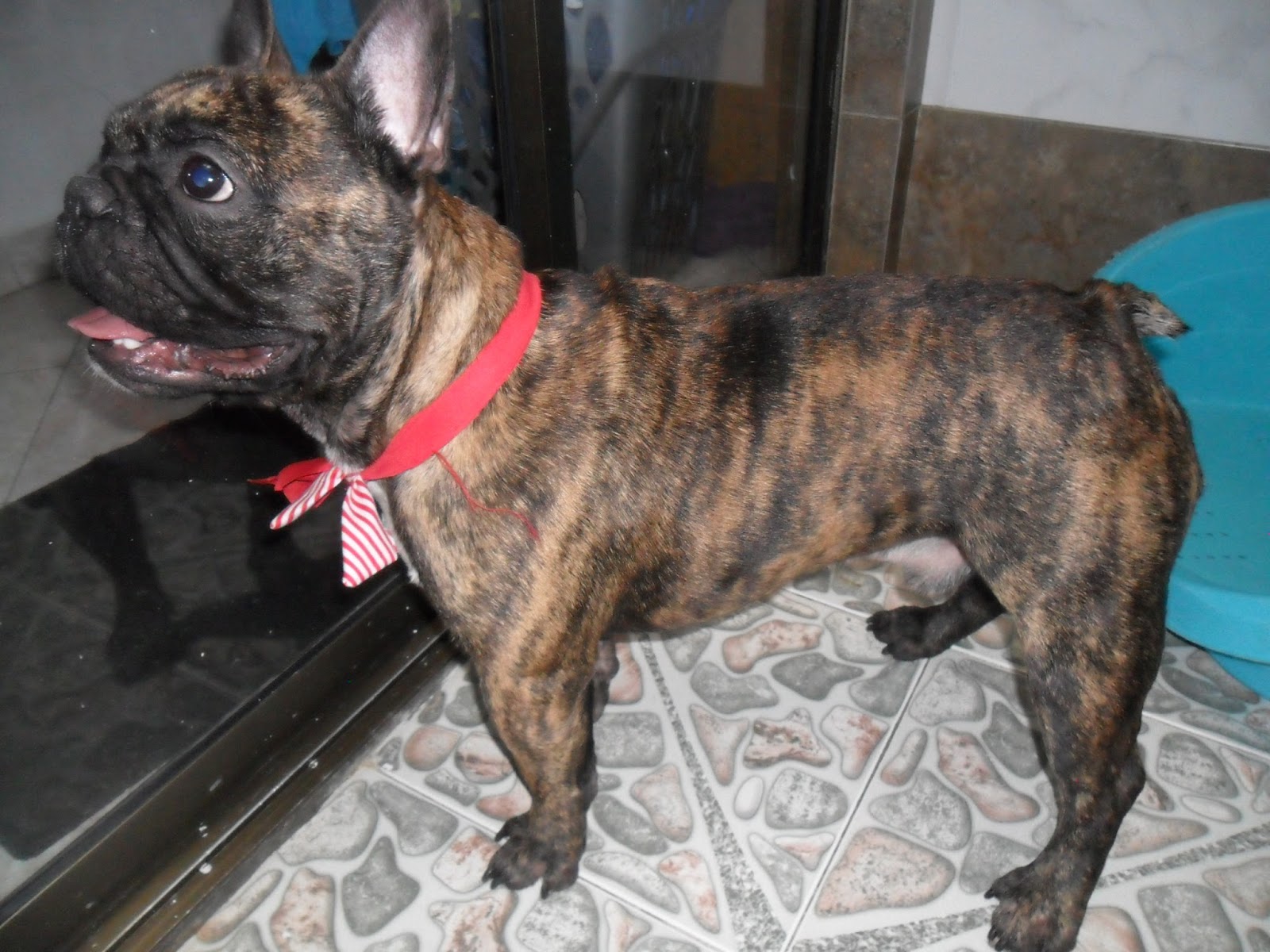 Lo mejor del Bulldog Frances: BULLDOG FRANCES barcino inverso