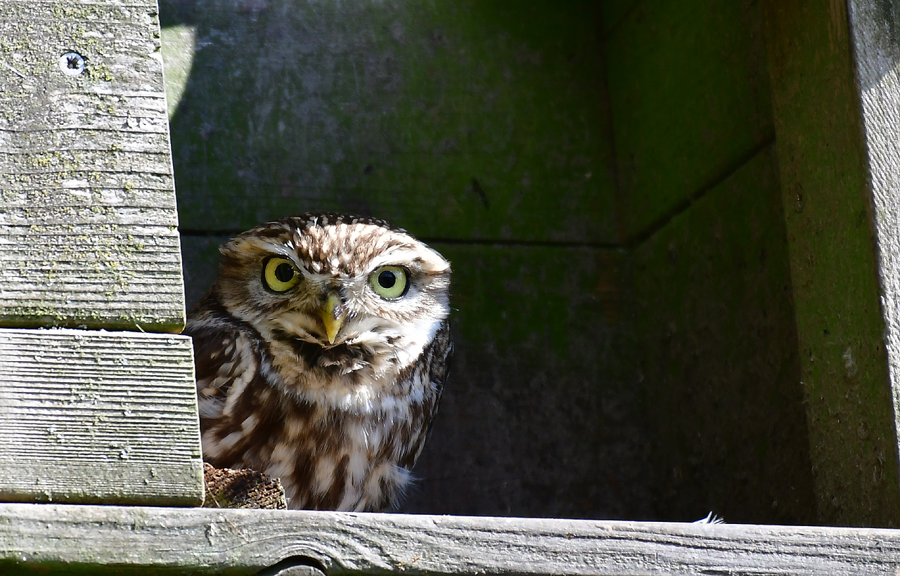 Jozef van der Heijden - Natuurfotografie: De Steenuil staart de omgeving in