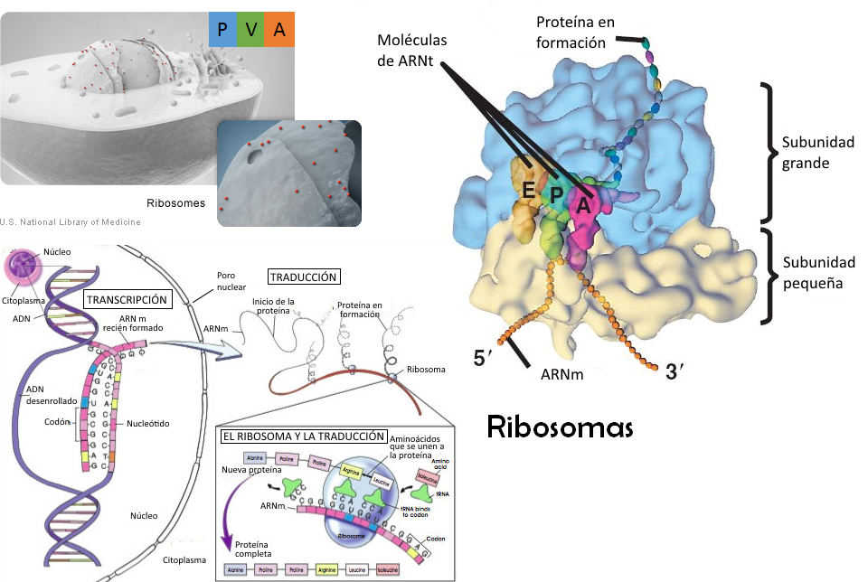 B.log.ia 2.0: Los orgánulos celulares: estructura y función I