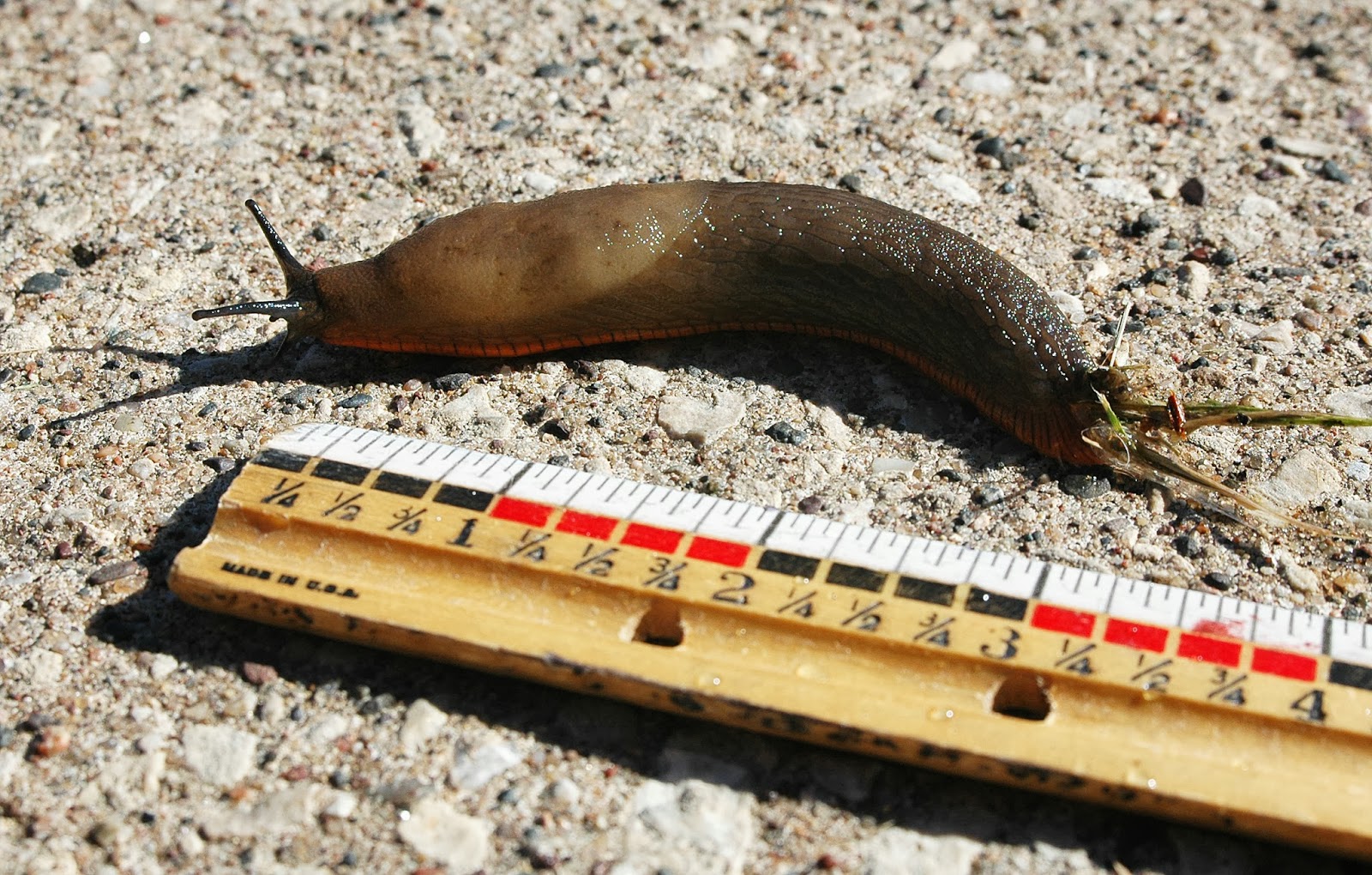 Shallow Thoughts from Iowa: Arion fasciatus slug, I think - look at ...