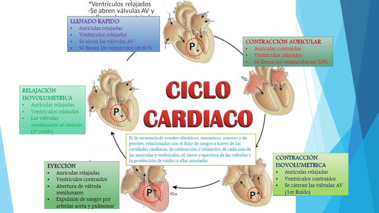 Fisiología Medica I: CICLO CARDIACO