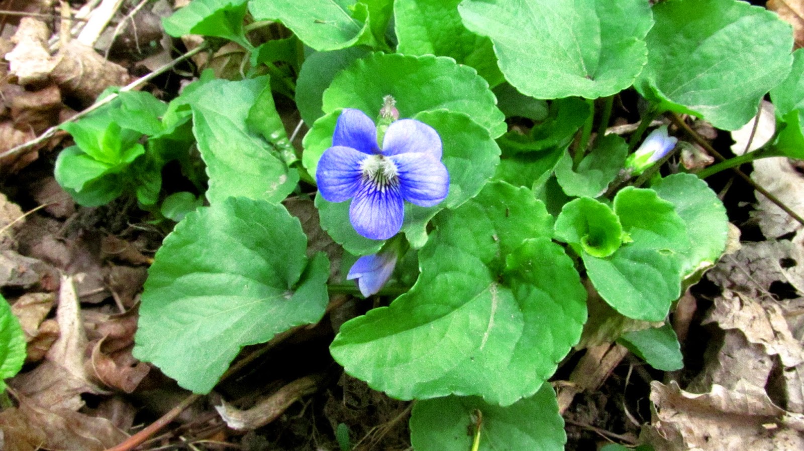 Wandering in Canada: Violets - Viola spp. - Violettes