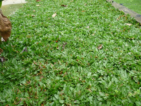 ENRICH CONSTRUCTION: PEARL GRASS