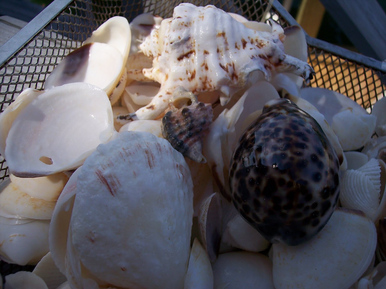 SeaShellsbySeashore's The Shell Lady: Shells of Palau