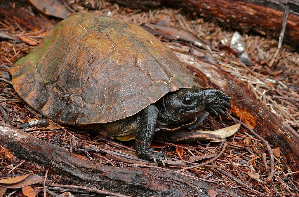 Genus Cyclemys - Kura kura Daun Asia (Asian Leaf Turtle) - Turtle of ...