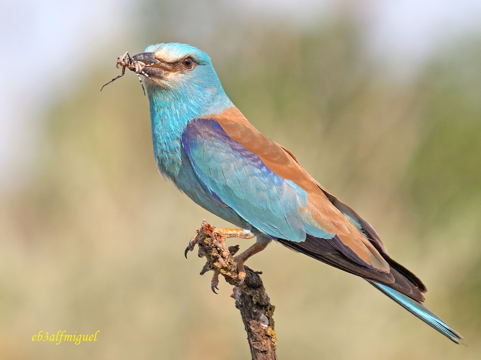 MIS AMIGAS LAS AVES: Carraca europea (Coracias garrulus)