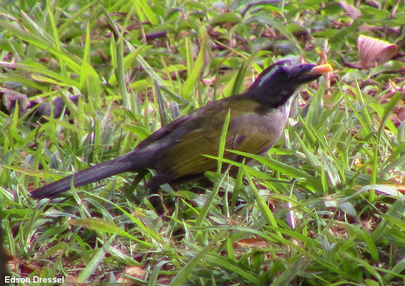 COAMA - Clube dos Observadores de Aves da Mata Atlântica - Joinville ...