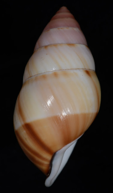 Dr. Lee's Gallery Museum: Amphidromus inversus annamiticus 56.25mm ...