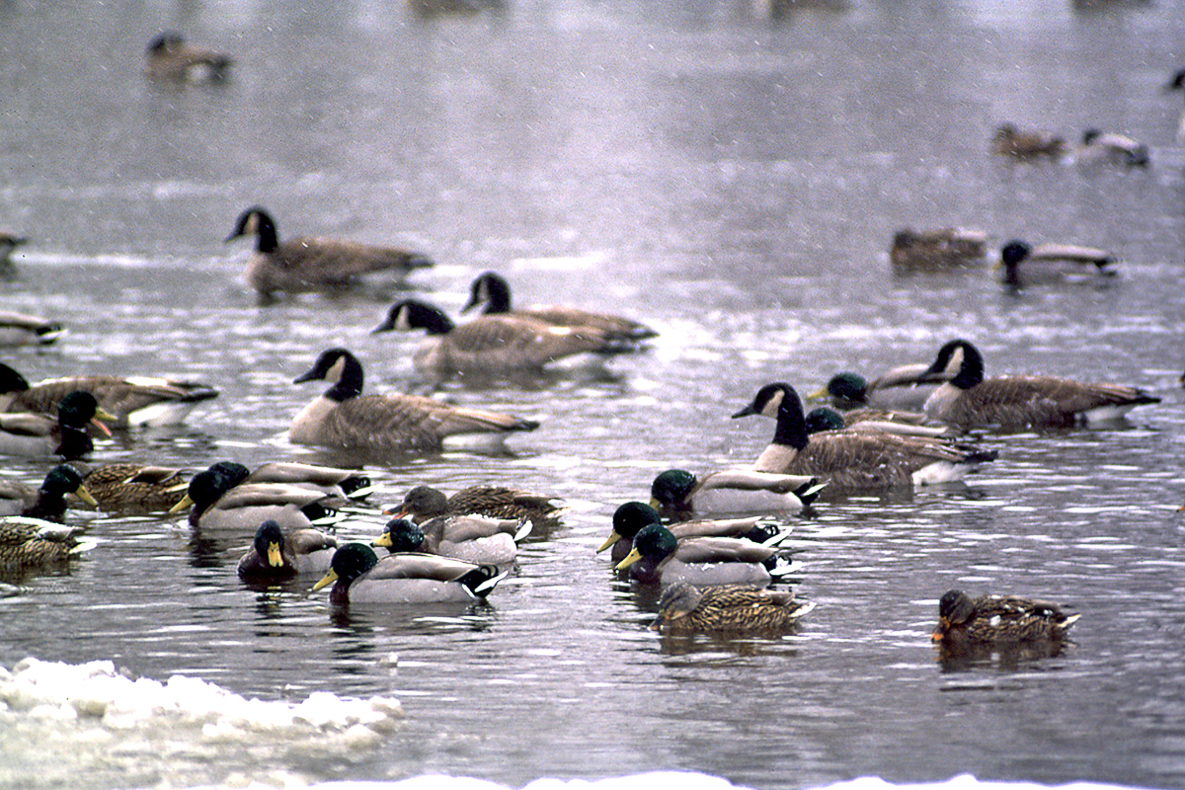 Michigan DNR biologists discuss effects of milder winter on wildlife ...