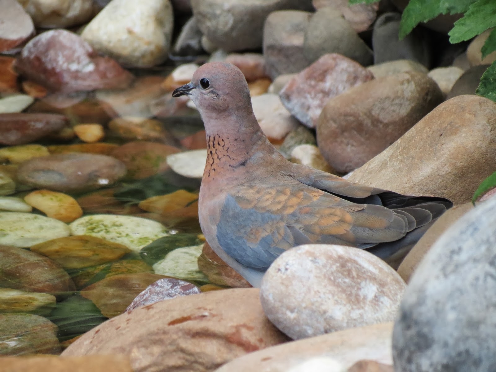 Kreatiewe Joernaal: Buite is lieflik!