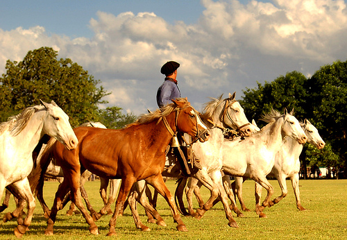 Caballo "Animal clave del progreso": ÉPOCA COLONIAL