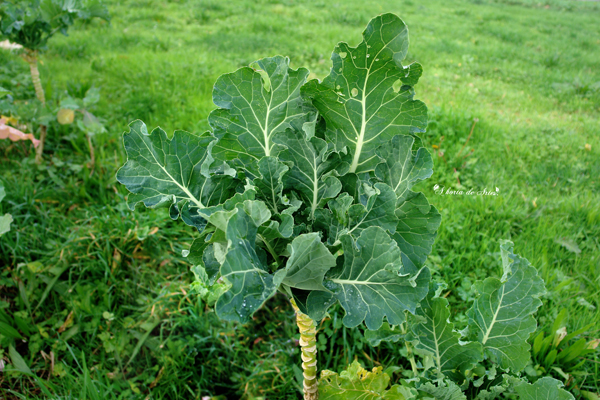 A horta de Artes: BERZAS