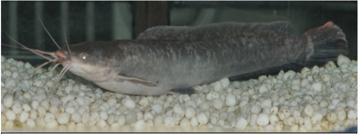 Indian Biodiversity Talks: African catfish, Clarias gariepinus – a ...