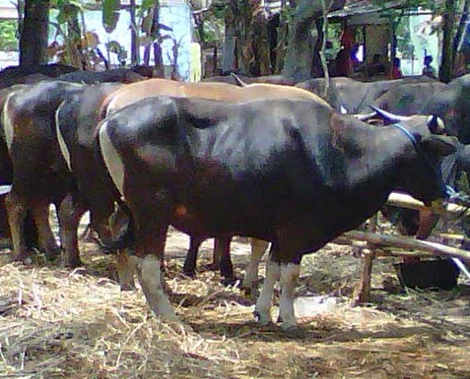 Ini 3 Kabupaten Di Maluku Penerima 340 Ekor Sapi Bantuan - Maluku Post