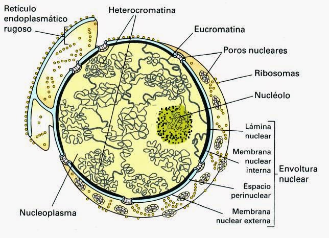 BIOLOGÍA CELULAR Y MOLECULAR: IV.2. Núcleo interfásico